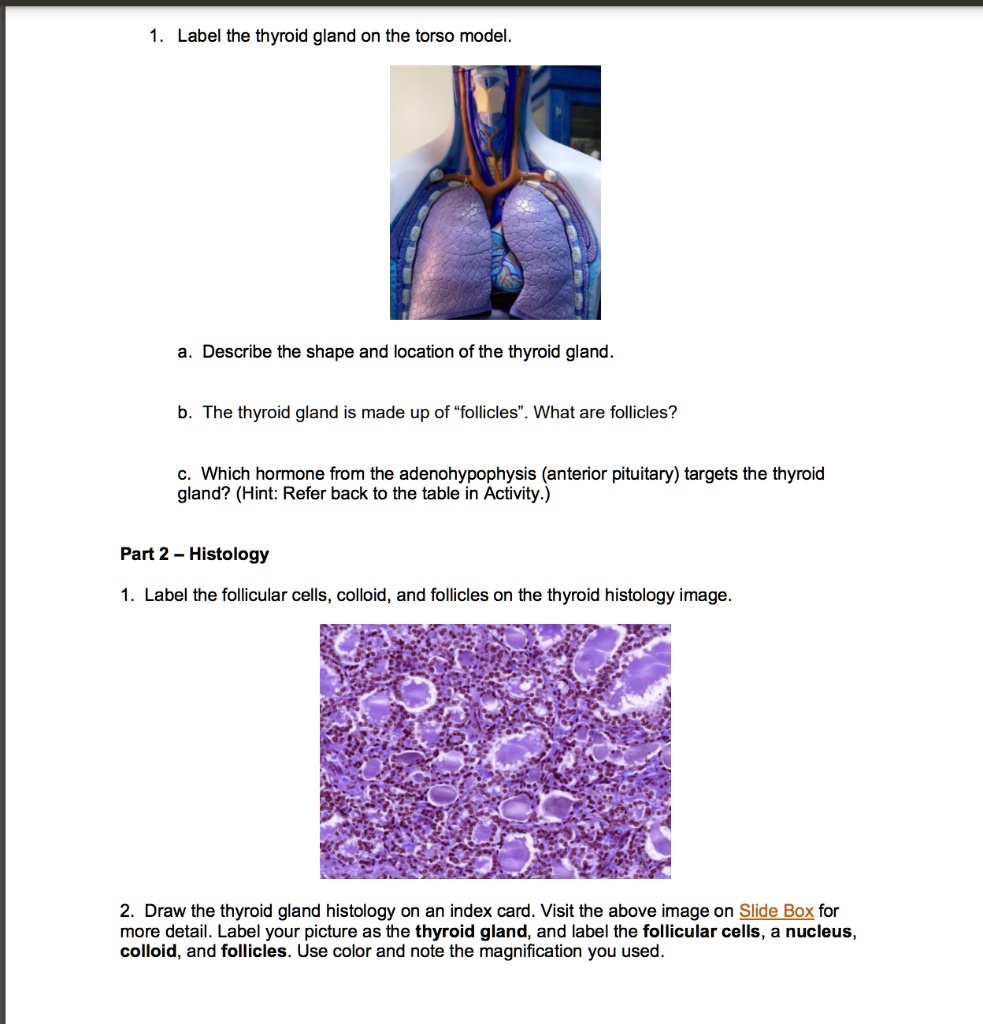 1. Label the thyroid gland on the torso model. a. Describe the shape ...