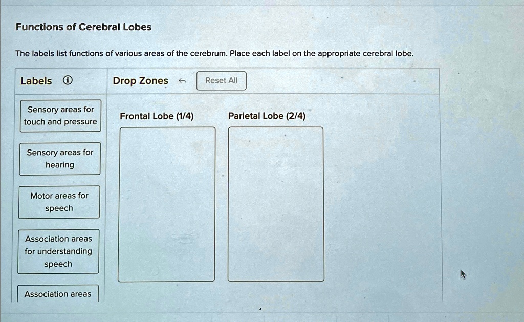 Functions of Cerebral Lobes The labels list functions of various areas ...