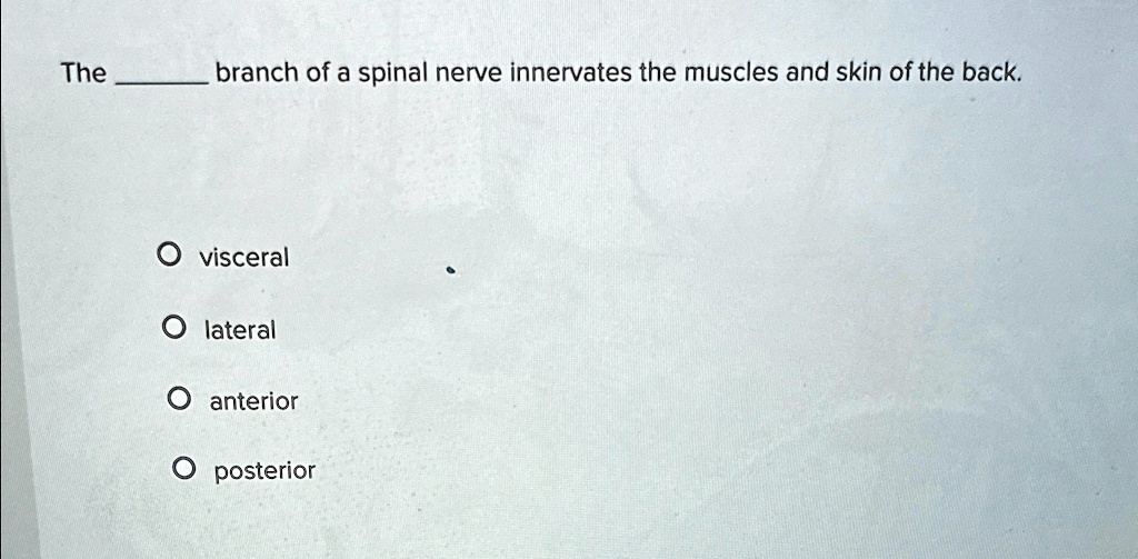 The dorsal branch of a spinal nerve innervates the muscles and skin of ...