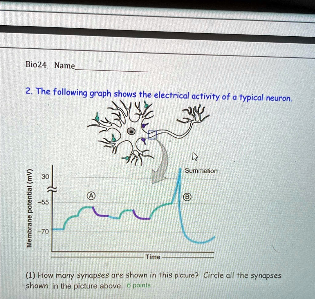 SOLVED: Bio24 Name 2. The following graph shows the electrical activity ...