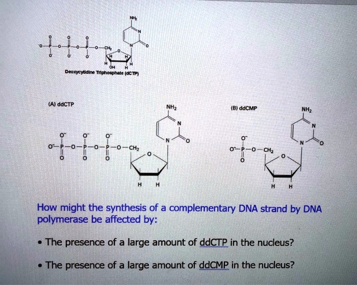 SOLVED: Deoxycytidine Triphosphate (dCTP) ddCTP ddCMP CH2 CH2 How might ...