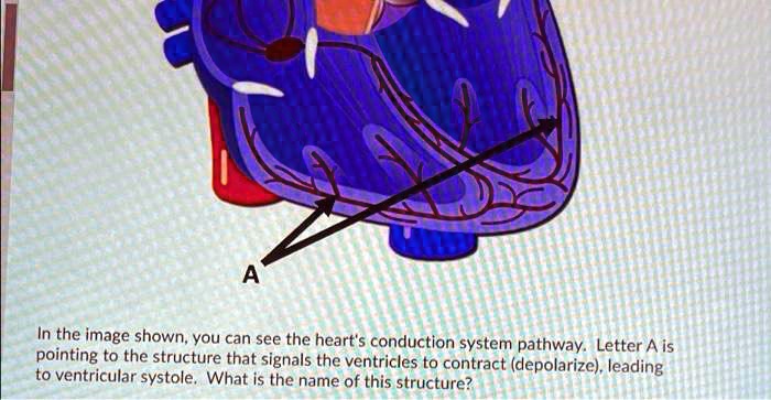 A In the image shown, you can see the heart's conduction system pathway ...