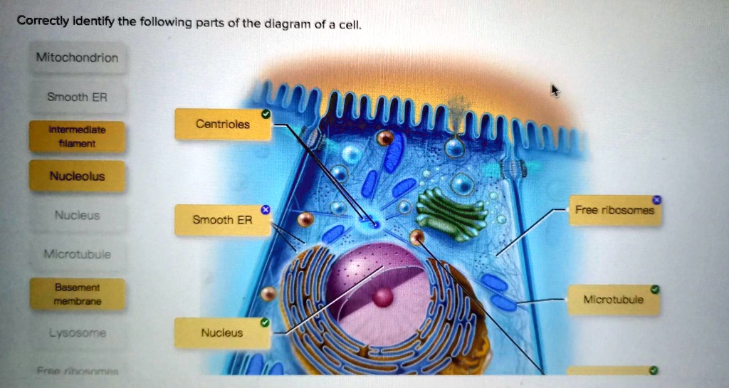 SOLVED: Text: label the two wrong parts of the diagram of a cell ...