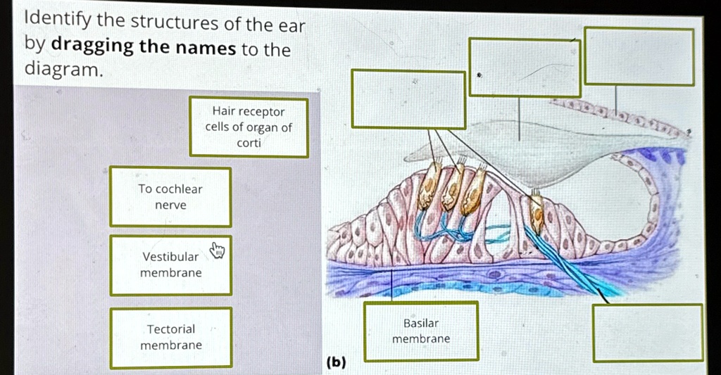 Identify the structures of the ear by dragging the names to the diagram ...