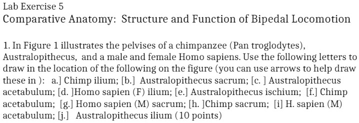 lab exercise 5 comparative anatomy structure and function of bipedal ...