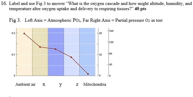 SOLVED: 16. Label and use Fig 3 to answer: "What is the oxygen cascade ...