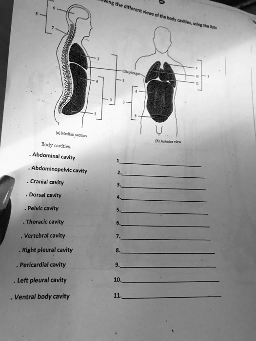 SOLVED: Median section Body cavities. Abdominal cavity Abdominopelvic ...