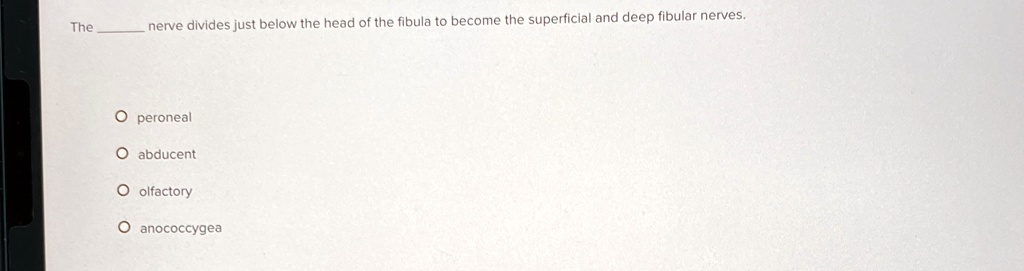 The nerve divides just below the head of the fibula to become the ...