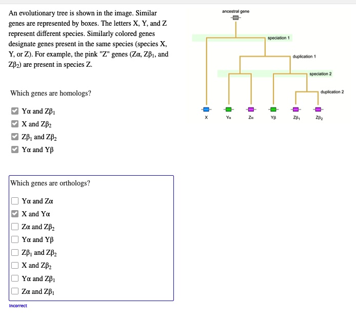 An evolutionary tree is shown in the image. Similar genes are ...