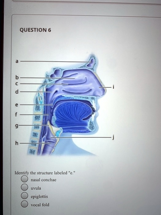 QUESTION 6 b c d a f h Identify the structure labeled: nasal conchae ...
