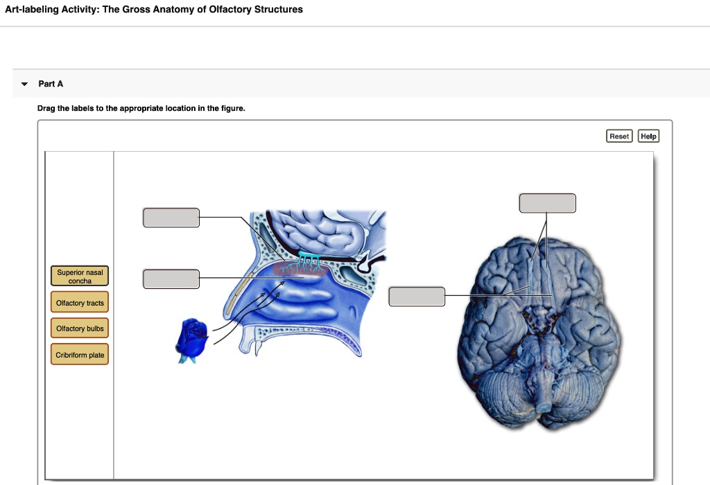 Art-labeling Activity: The Gross Anatomy of Olfactory Structures Part A ...