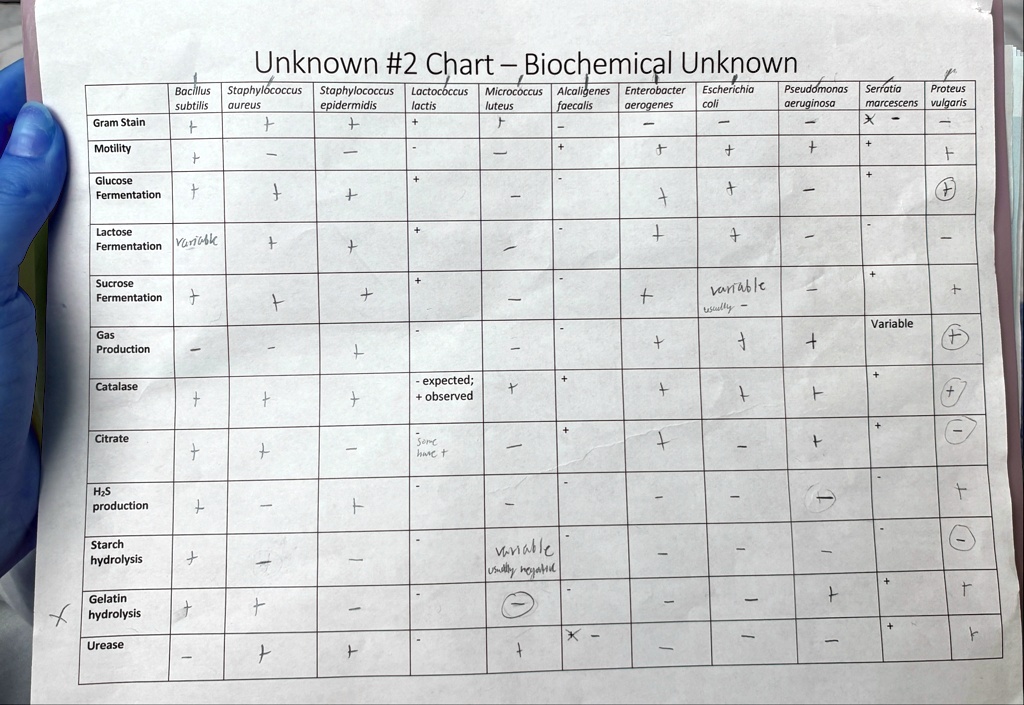 unknown 2 chart biochemical unknown bacillus subtilis staphylococcus ...