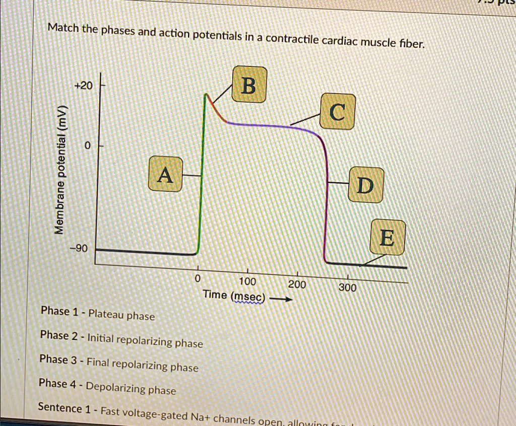 match the phases and action potentials in a contractile cardiac muscle fiber phase 1 plateau ...