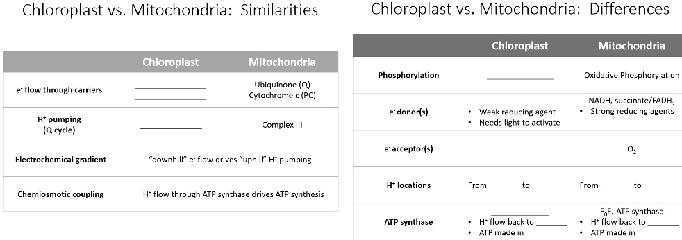 Chloroplast vs. Mitochondria: Similarities Chloroplast vs. Mitochondria ...