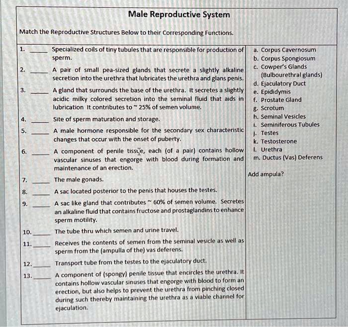 male reproductive system match the reproductive structures below to ...