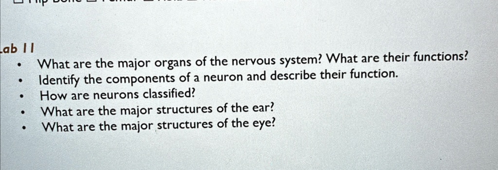 ab i what are the major organs of the nervous system what are their functions identify the ...