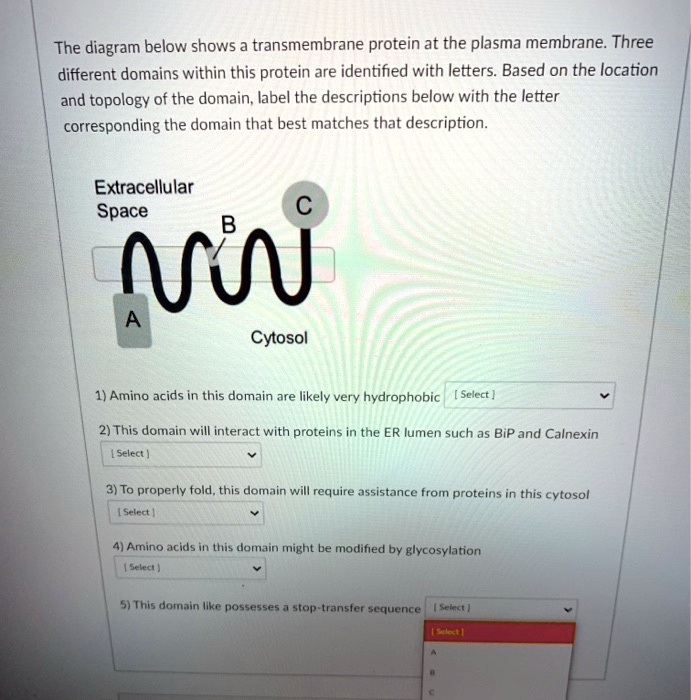SOLVED: The diagram below shows a transmembrane protein at the plasma membrane. Three different ...