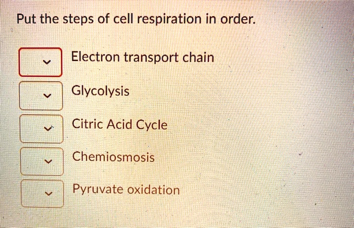 put the steps of cell respiration in order electron transport chain ...