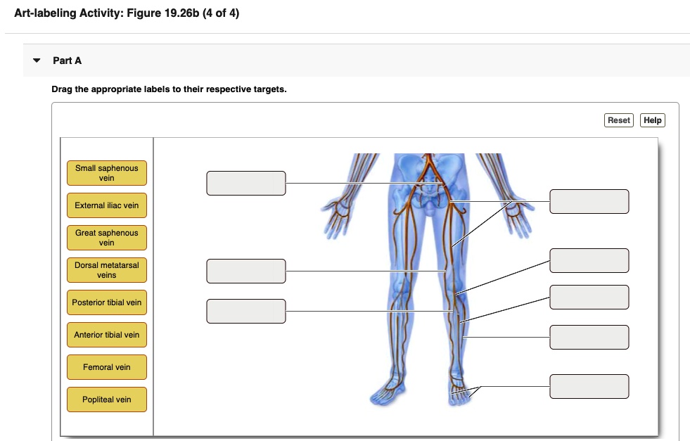 Art-labeling Activity: Figure 19.26b (4 of 4) Part A Drag the appropriate labels to their ...