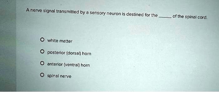 SOLVED: A nerve signal transmitted by a sensory neuron is destined for the of the spinal cord ...