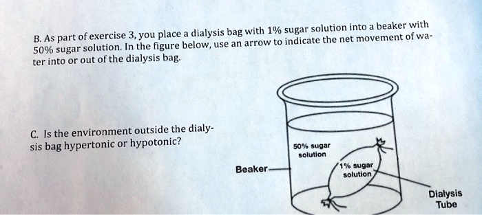 Hypertonic Solution In A Beaker