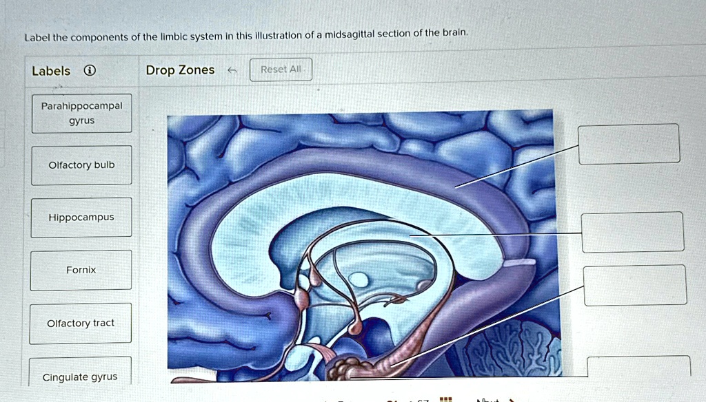 Label the components of the limbic system in this illustration of a ...