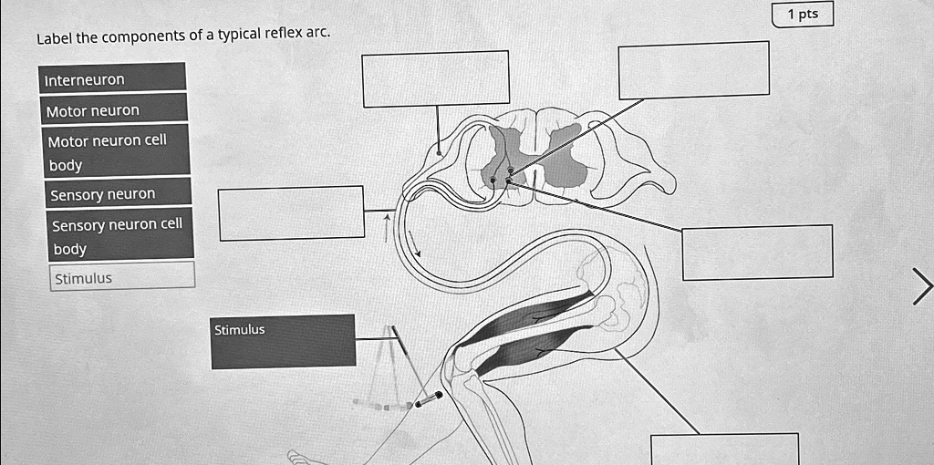 1 pts Label the components of a typical reflex arc. 1 pts Label the ...
