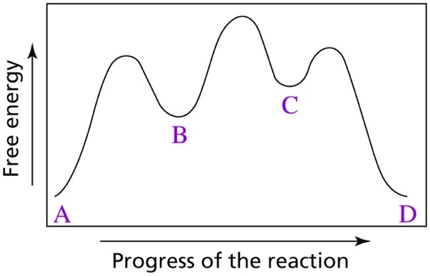 SOLVED: For the following questions, refer to the free energy diagram ...