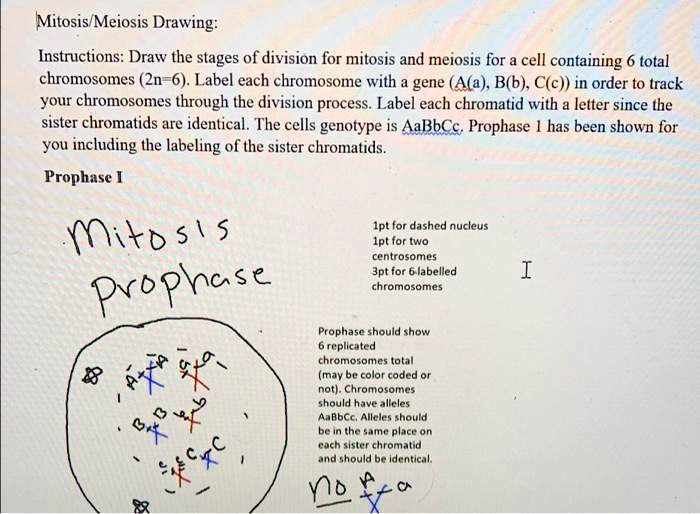 Mitosis/Meiosis Drawing: Instructions: Draw the stages of division for ...