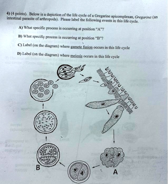 SOLVED: - Label (on the diagram) where gamete fusion occurs in this ...