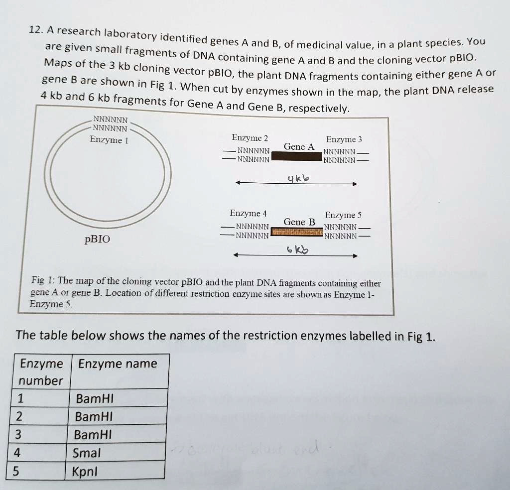 the ligation mixture is transformed into e coli competent cells you then isolate dna from ...