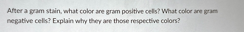 After a gram stain, what color are gram positive cells? What color are ...