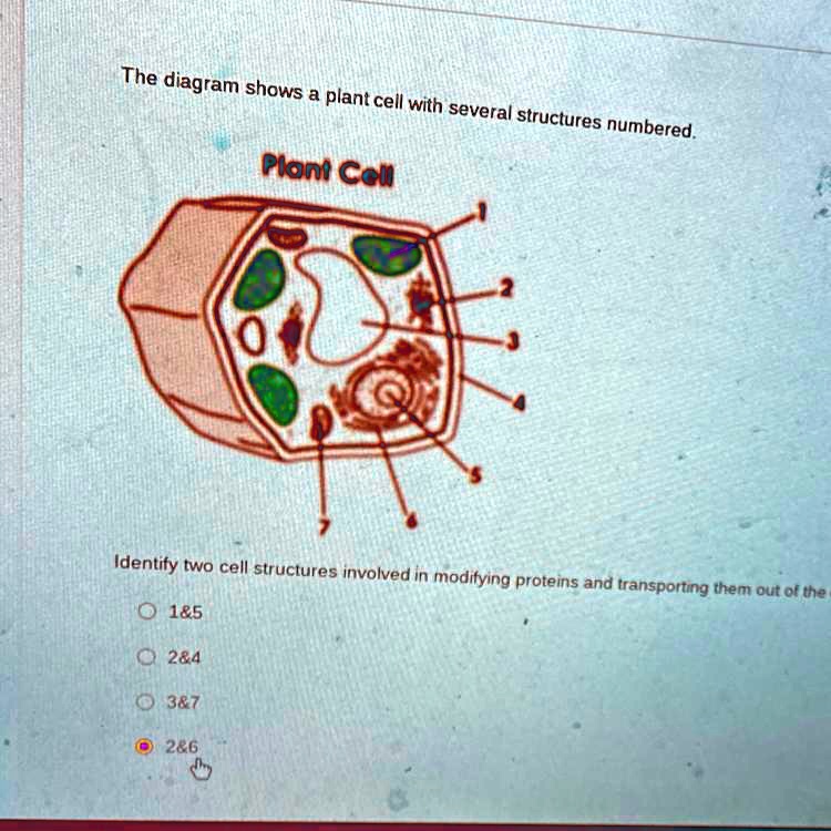 SOLVED: The diagram shows a plant cell with several structures numbered ... SOLVED: The diagram shows a plant cell with several structures numbered ...