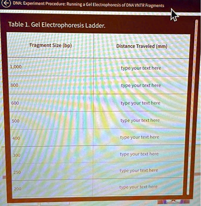 DNA: Experiment Procedure: Running a Gel Electrophoresis of...
