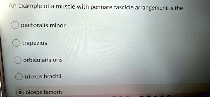 SOLVED: An example of a muscle with pennate fascicle arrangement is the ...