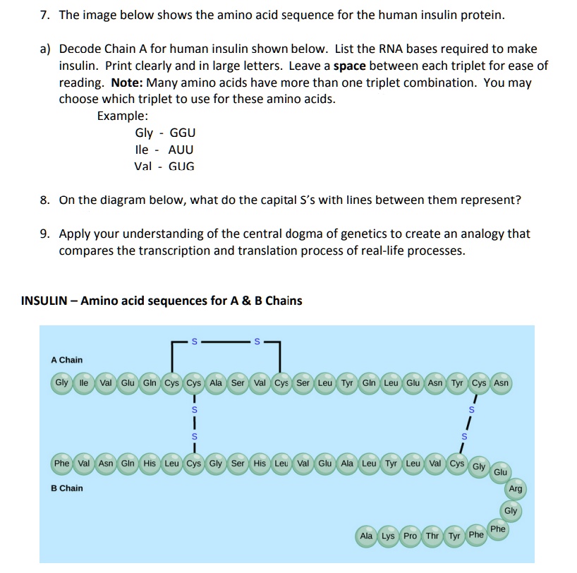 7. The image below shows the amino acid sequence for the human insulin ...