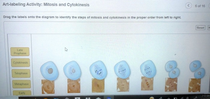 [GET ANSWER] Art-labeling Activity: Mitosis and Cytokinesis Drag the ...