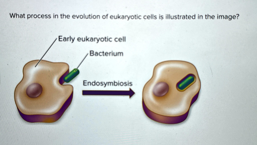 What process in the evolution of eukaryotic cells is illustrated in the ...