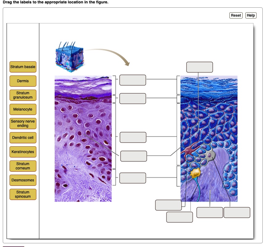 Drag the labels to the appropriate location in the figure. Stratum ...