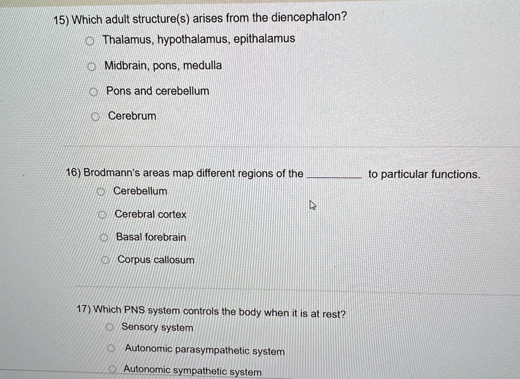 15) Which adult structure(s) arises from the diencephalon? ? Thalamus ...