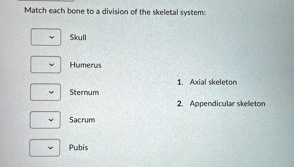 Match each bone to a division of the skeletal system: Skull Humerus Sternum Sacrum 1. Axial ...
