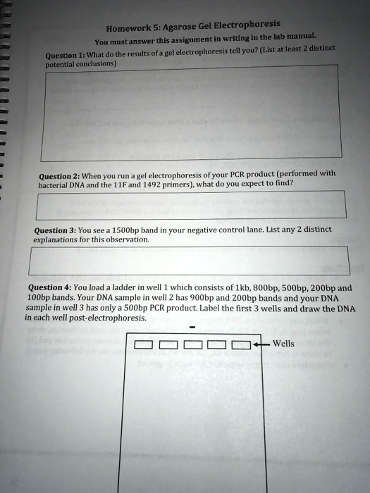 SOLVED:Homework Agarose Gel Electrophoresis You must answer this ...
