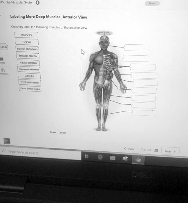 SOLVED: #5: The Muscular System Labeling More Deep Muscles, Anterior ...
