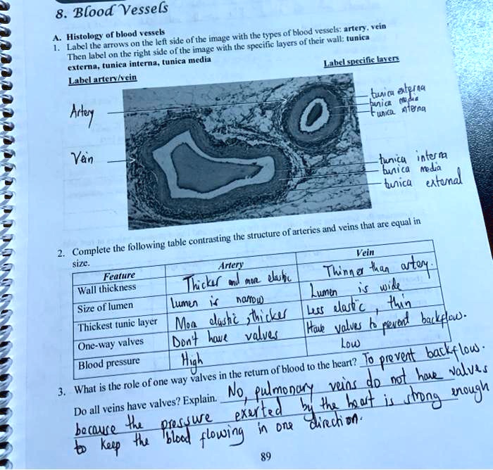 Blood Vessels 1. Label the arrows on the left side of the image with ...