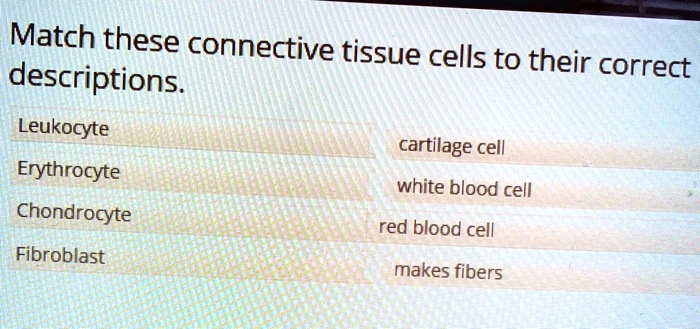 SOLVED: Match these connective tissue cells to their descriptions ...