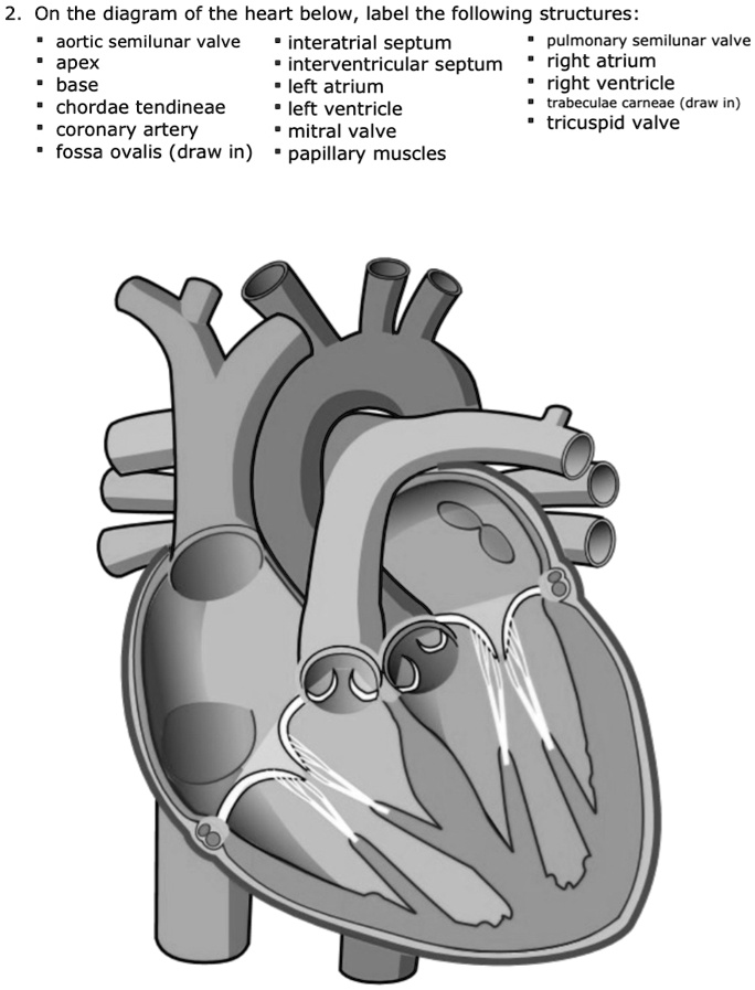 2. On the diagram of the heart below, label the following structures ...