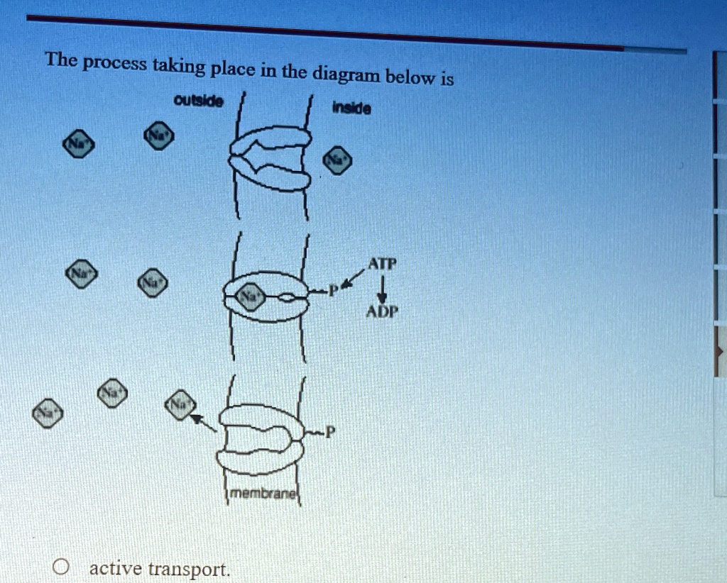 The process taking place in the diagram below is outside Na Na inside ...