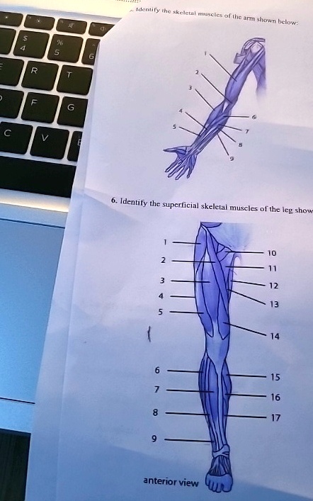 A. Identify the skeletal muscles of the arm shown below: 4 5 6 ...