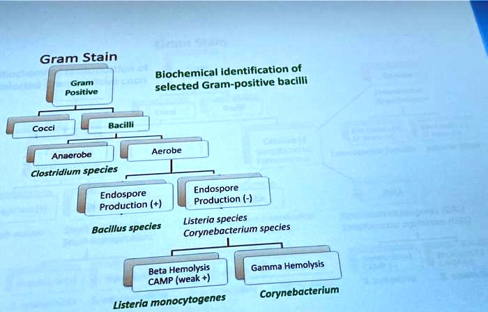 SOLVED: Gram Stain Biochemical identification of selected Gram-positive bacilli Gram Positive ...