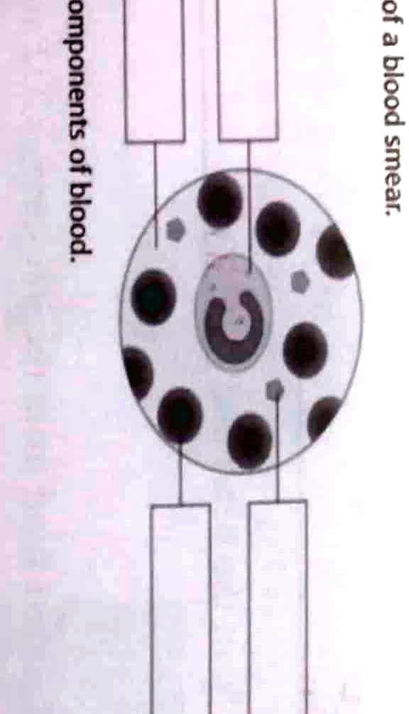 SOLVED: The diagram shows part of a blood smear. a) Label the four main ...
